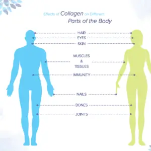 7 Benefits of Collagen | INJA Wellness